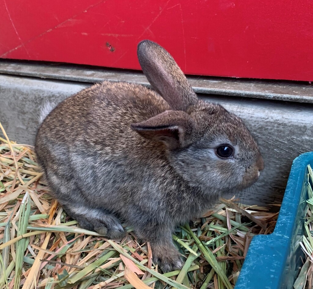 Chansey* - Female Bunny Rabbit Mix Rabbit in WA - PetRescue