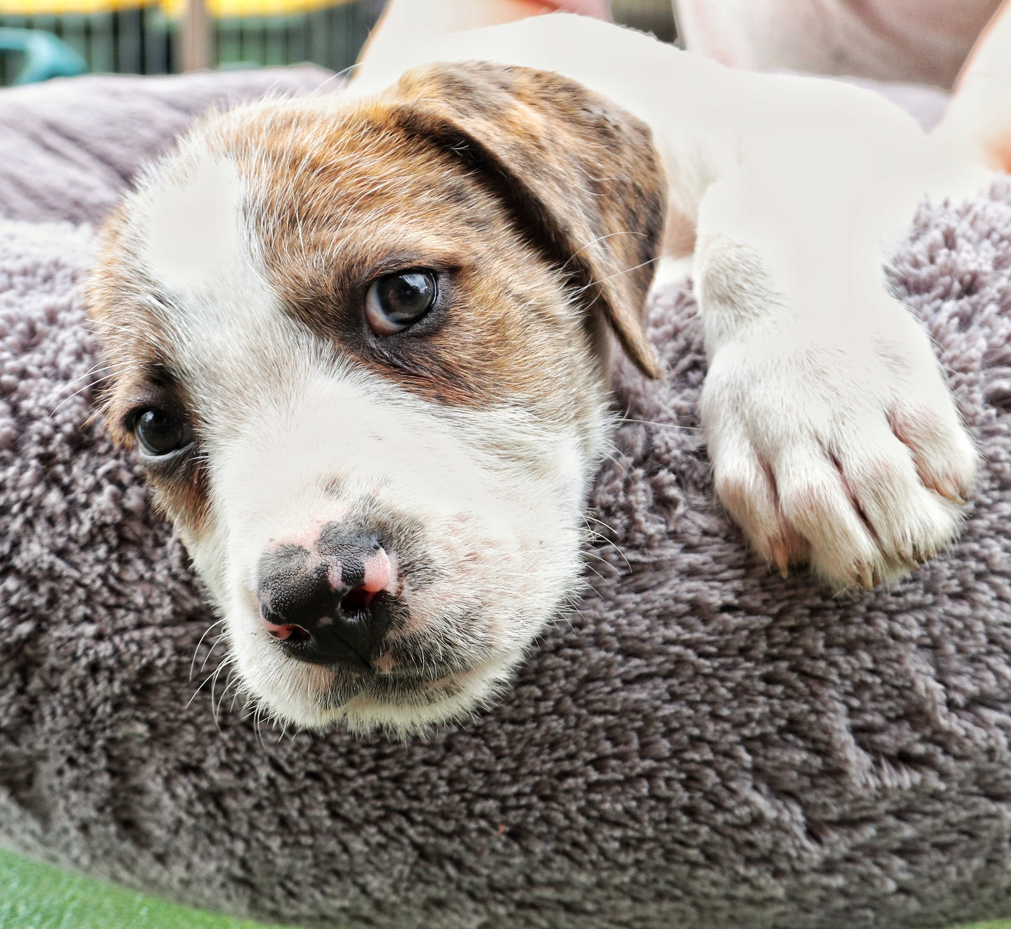 Dog Rescue Newcastle - PetRescue