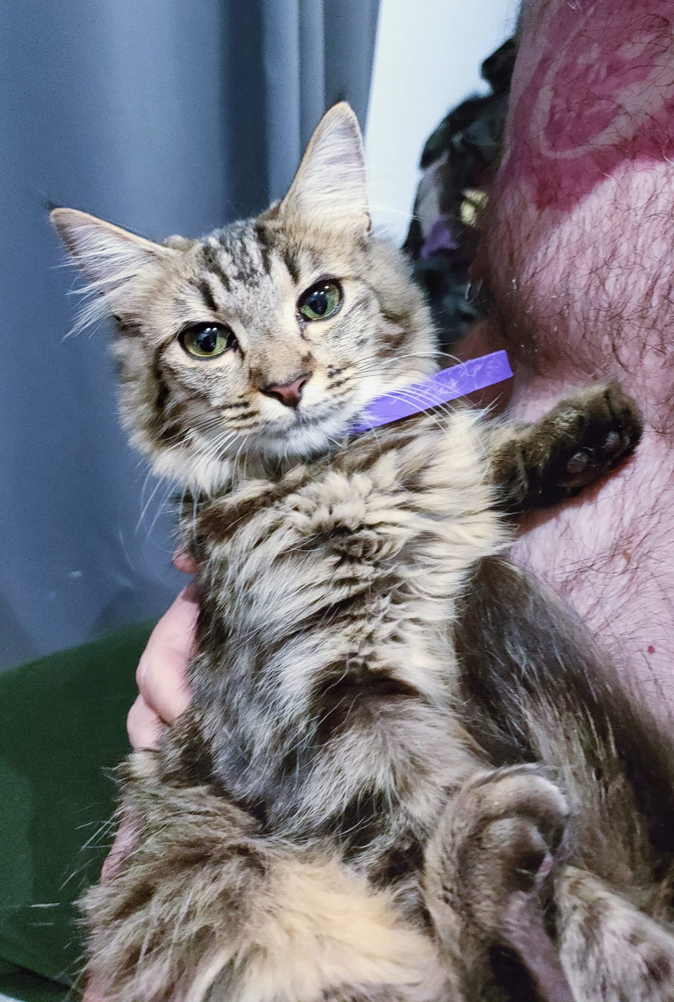 Endora - Female Domestic Long Hair Cat in NSW - PetRescue