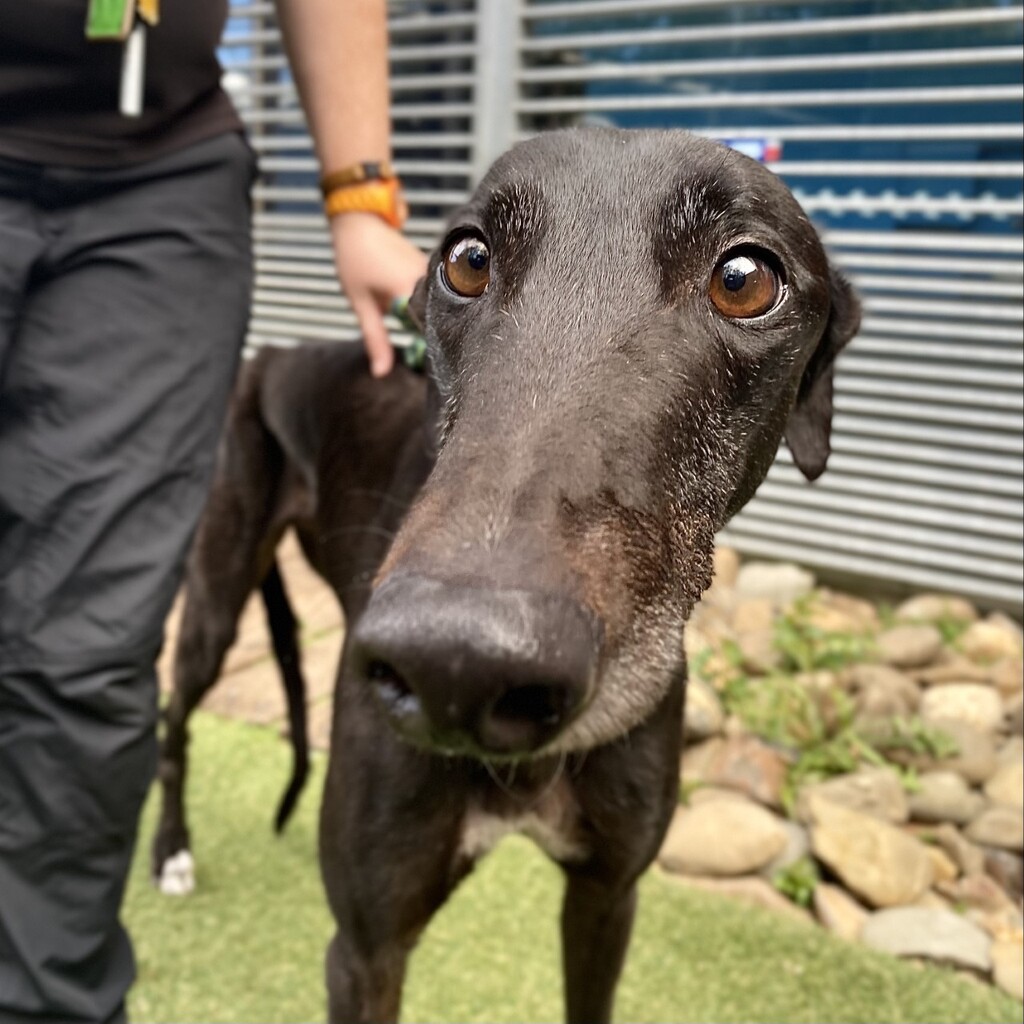 Bluey - Medium Male Greyhound Dog in VIC - PetRescue