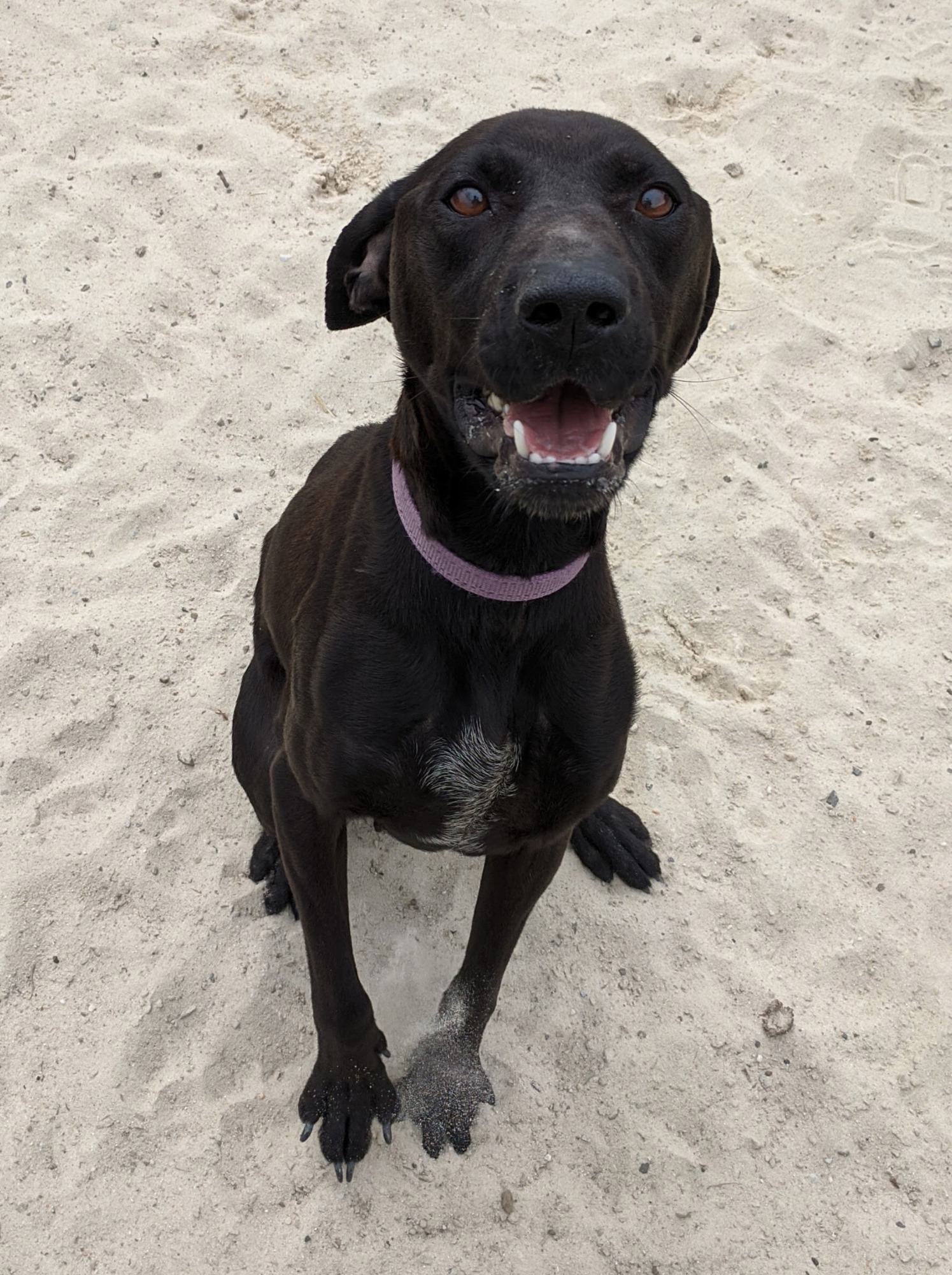 Penelope - Medium Female Bull Arab x Pointer Mix Dog in VIC - PetRescue