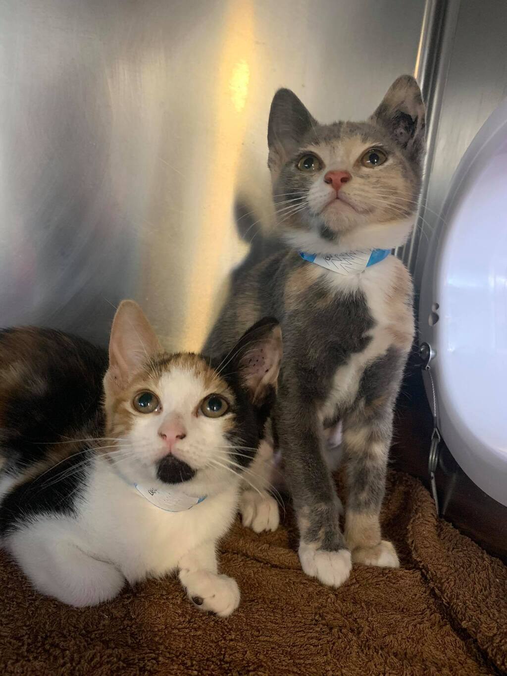 Tiffy - Female Domestic Short Hair Cat in ACT - PetRescue