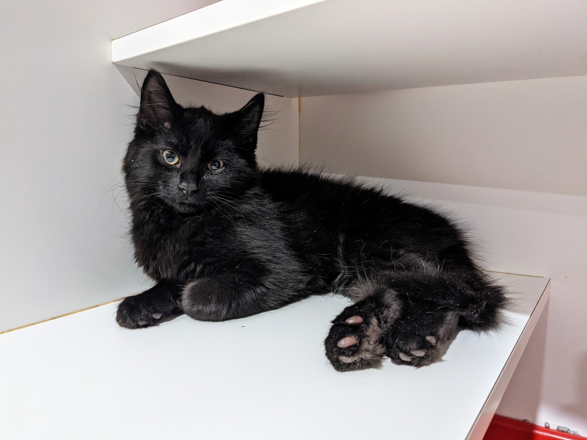 Errol (with Marvin) - Male Domestic Medium Hair Cat in VIC - PetRescue