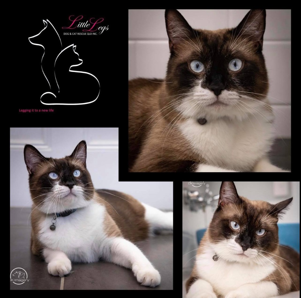 Possum - Female Burmese x Ragdoll Mix Cat in QLD - PetRescue