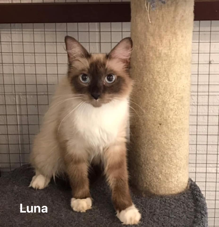 Luna - Female Ragdoll Mix Cat in QLD - PetRescue