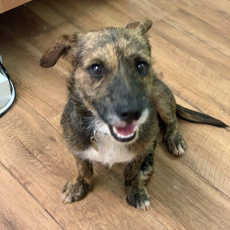 Rusty - Small Male Mixed Breed Dog in WA - PetRescue