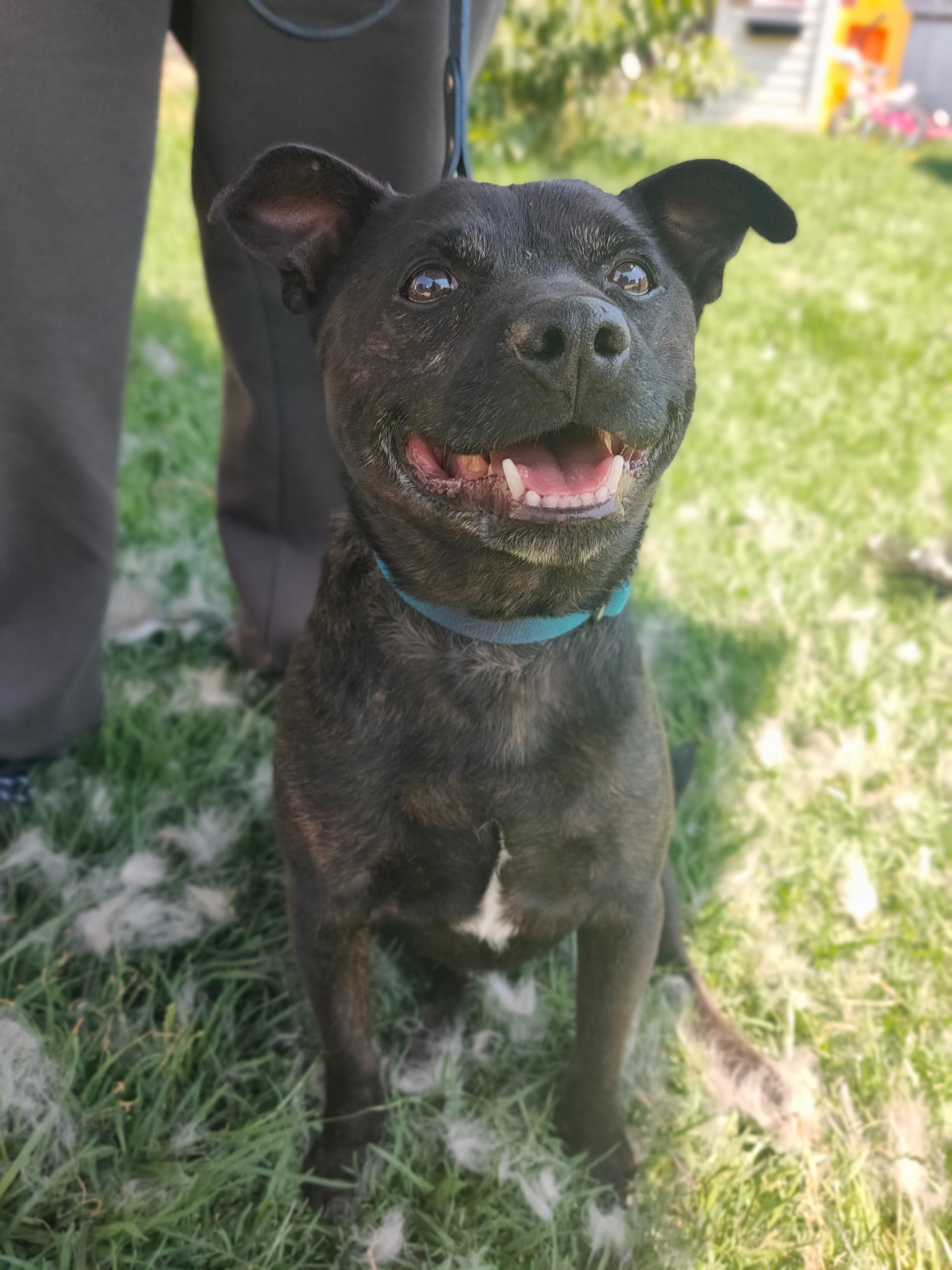 Dave - Medium Male Staffy x Jack Russell Terrier Mix Dog in VIC - PetRescue