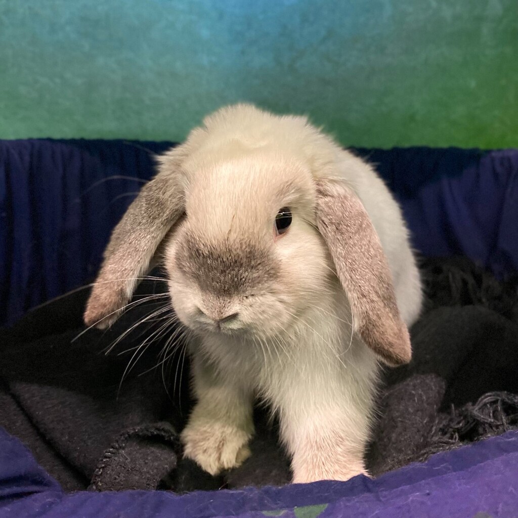 Luna - Female Cashmere Mini Lop Mix Rabbit in VIC - PetRescue
