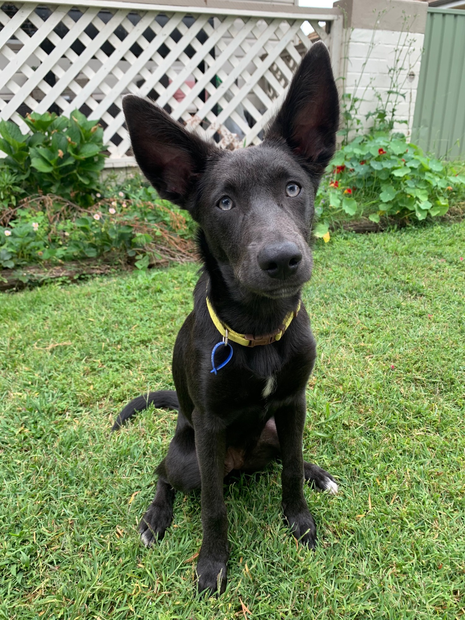 Cairo ~ 4mo Blue Kelpie (On Trial 05/01/21) - Medium Female Kelpie Dog ...