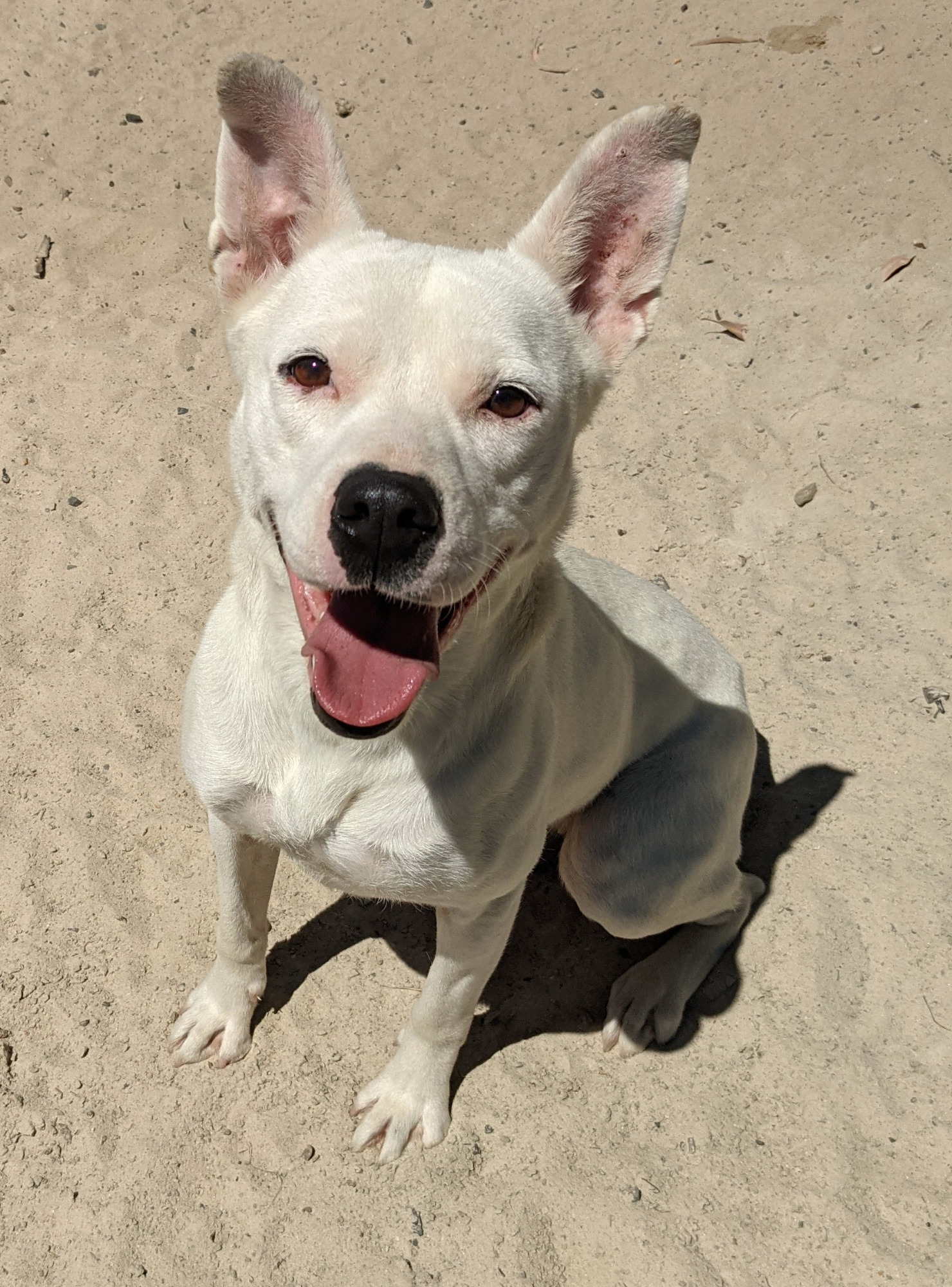 Bundy - Medium Female Staffy x Australian Stumpy Tail Cattle Dog Mix ...