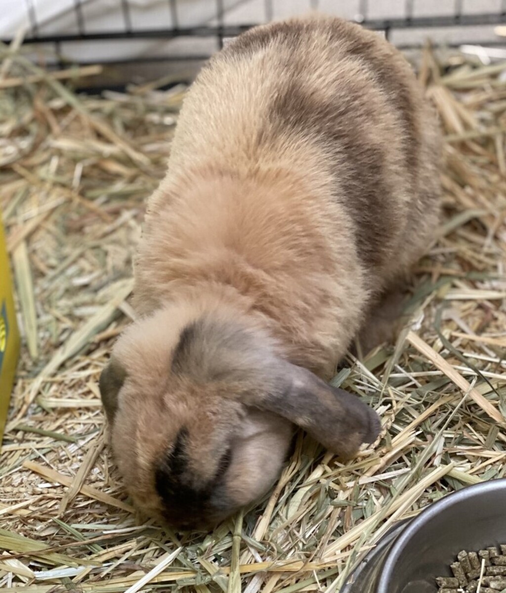 Billy - Male Bunny Rabbit Mix Rabbit in NSW - PetRescue