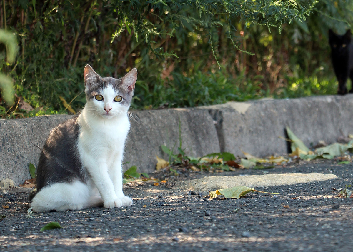 What is the Community Cat Program? - PetRescue