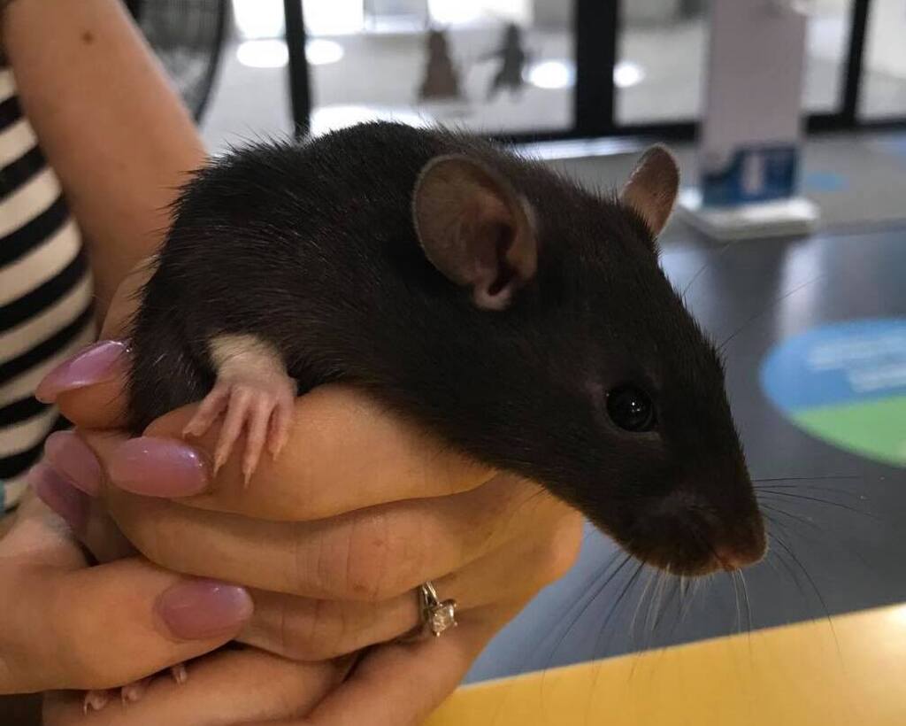 Scotch - Male Rat Mix Rodent in QLD - PetRescue