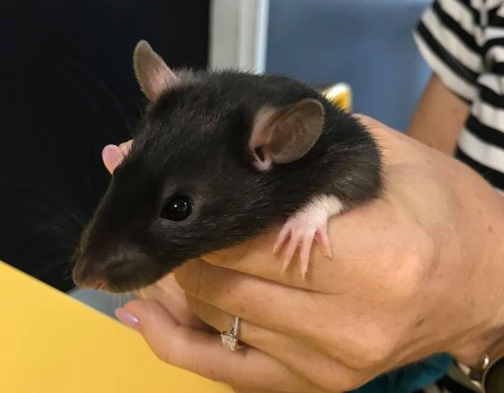 Whiskey - Male Rat Mix Rodent in QLD - PetRescue