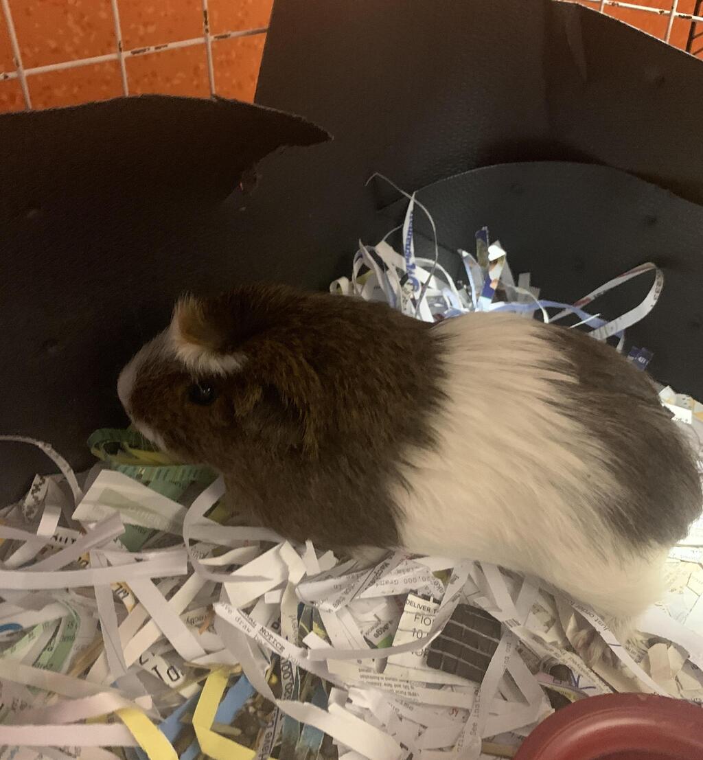 Alfie - Male Short-hair Crested Mix Guinea Pig in QLD - PetRescue