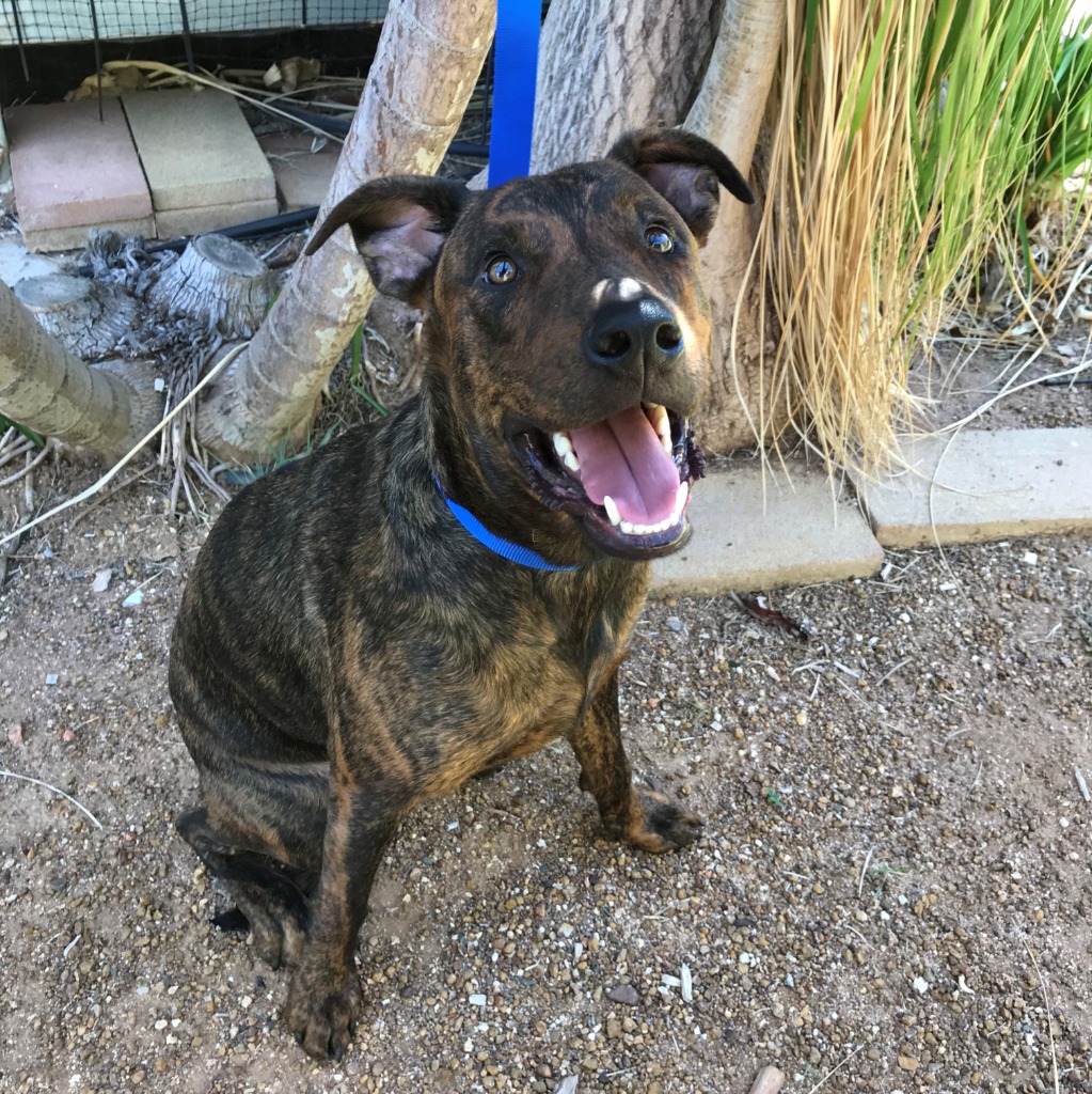 Buster - Medium Male Mixed Breed Dog in WA - PetRescue