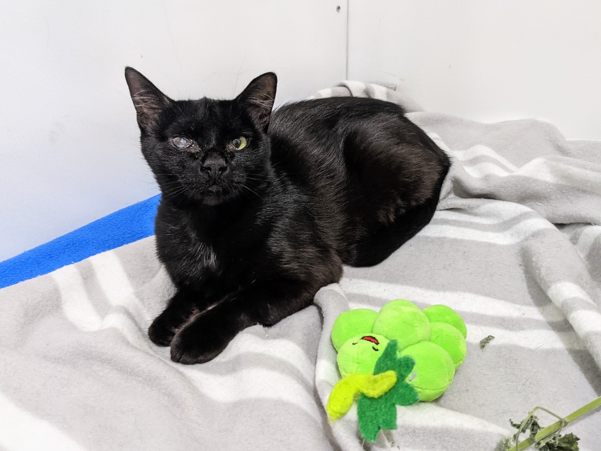 Odette - Female Domestic Short Hair Cat in VIC - PetRescue