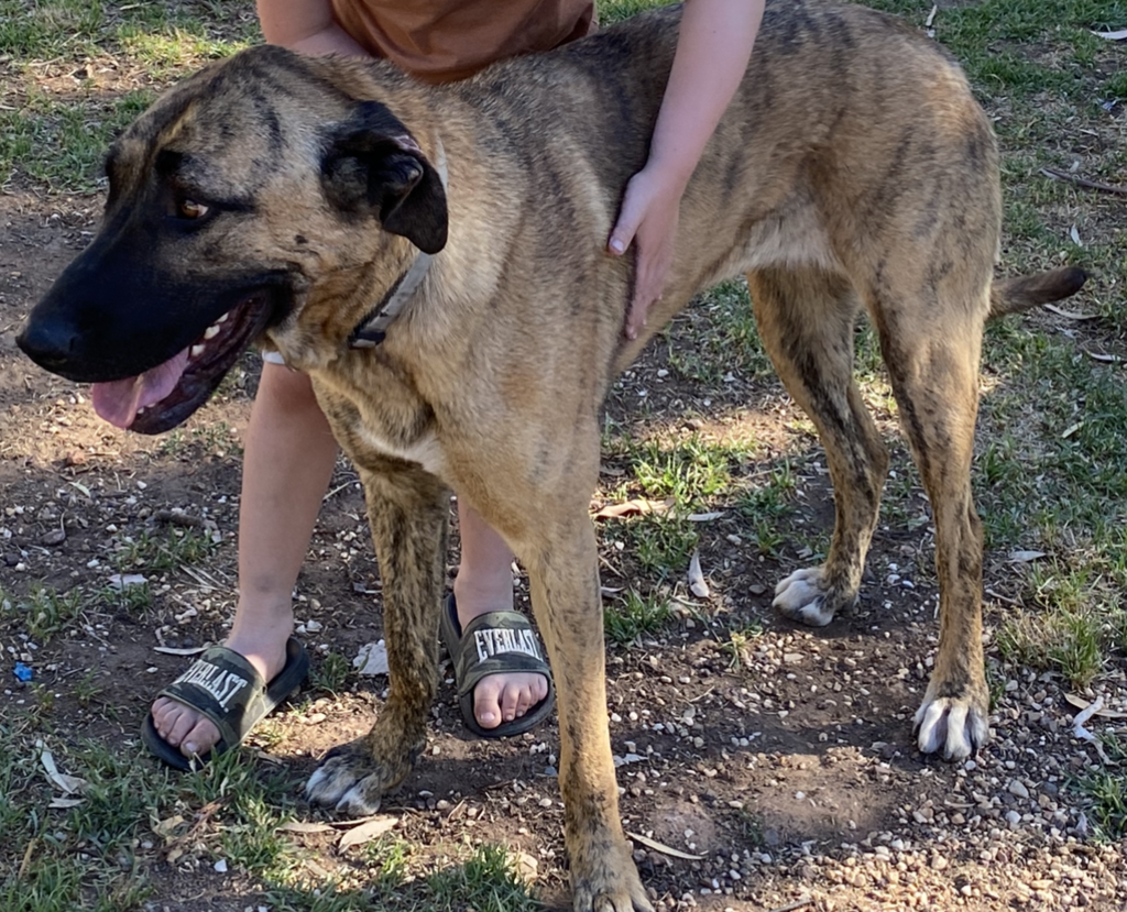 Nala - Large Female Large Cross Breed Mix Dog in VIC - PetRescue