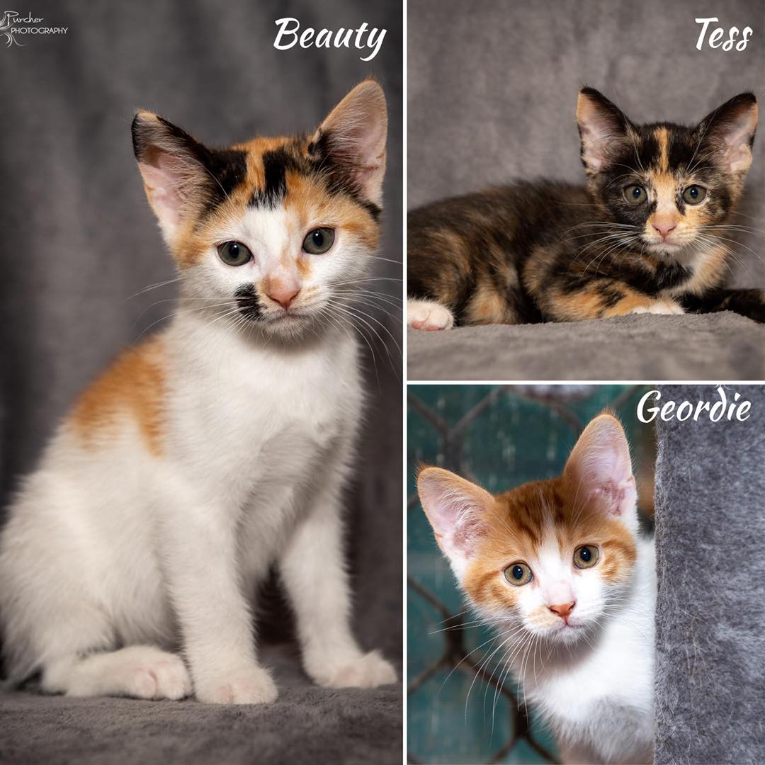 4675/4676/4678 – Geordie Beauty & Tess - Female Domestic Short Hair Cat ...
