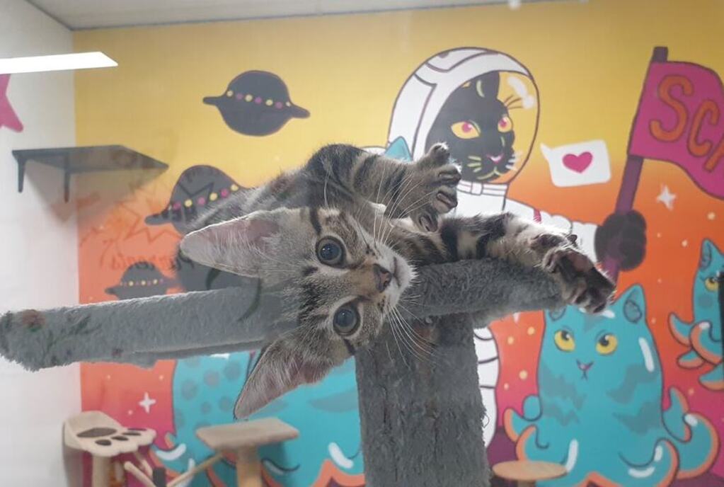 Pongo - Female Dsh Mix Cat in VIC - PetRescue