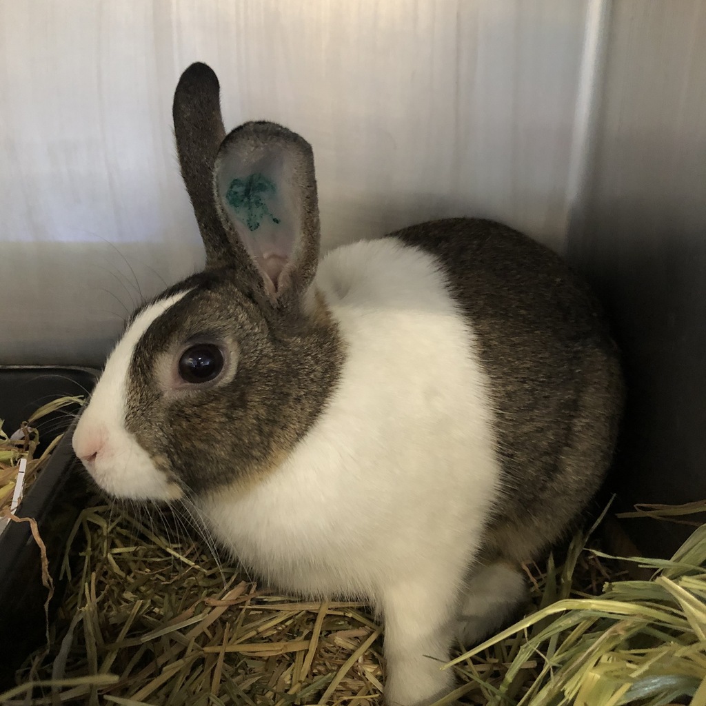 Toby - Male Dutch Rabbit in VIC - PetRescue
