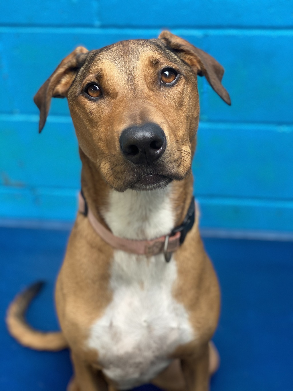 Bella - Medium Female Bull Arab x Rhodesian Ridgeback Mix Dog in QLD ...