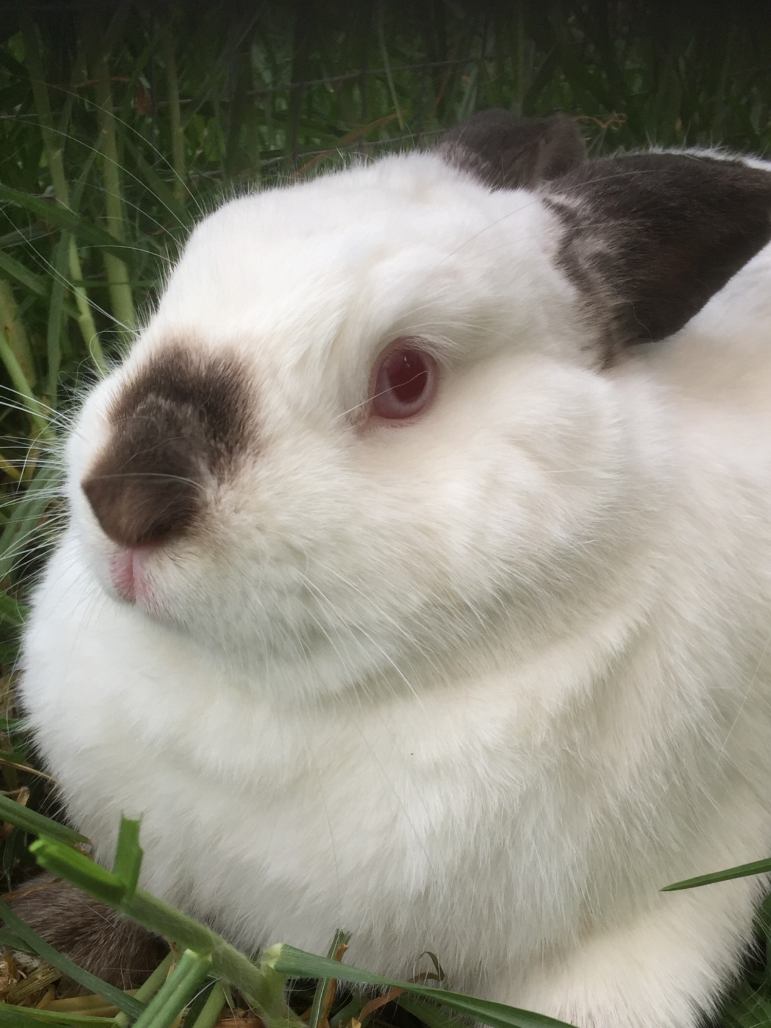 Winter - Male Himalayan Dwarf Rabbit in VIC - PetRescue