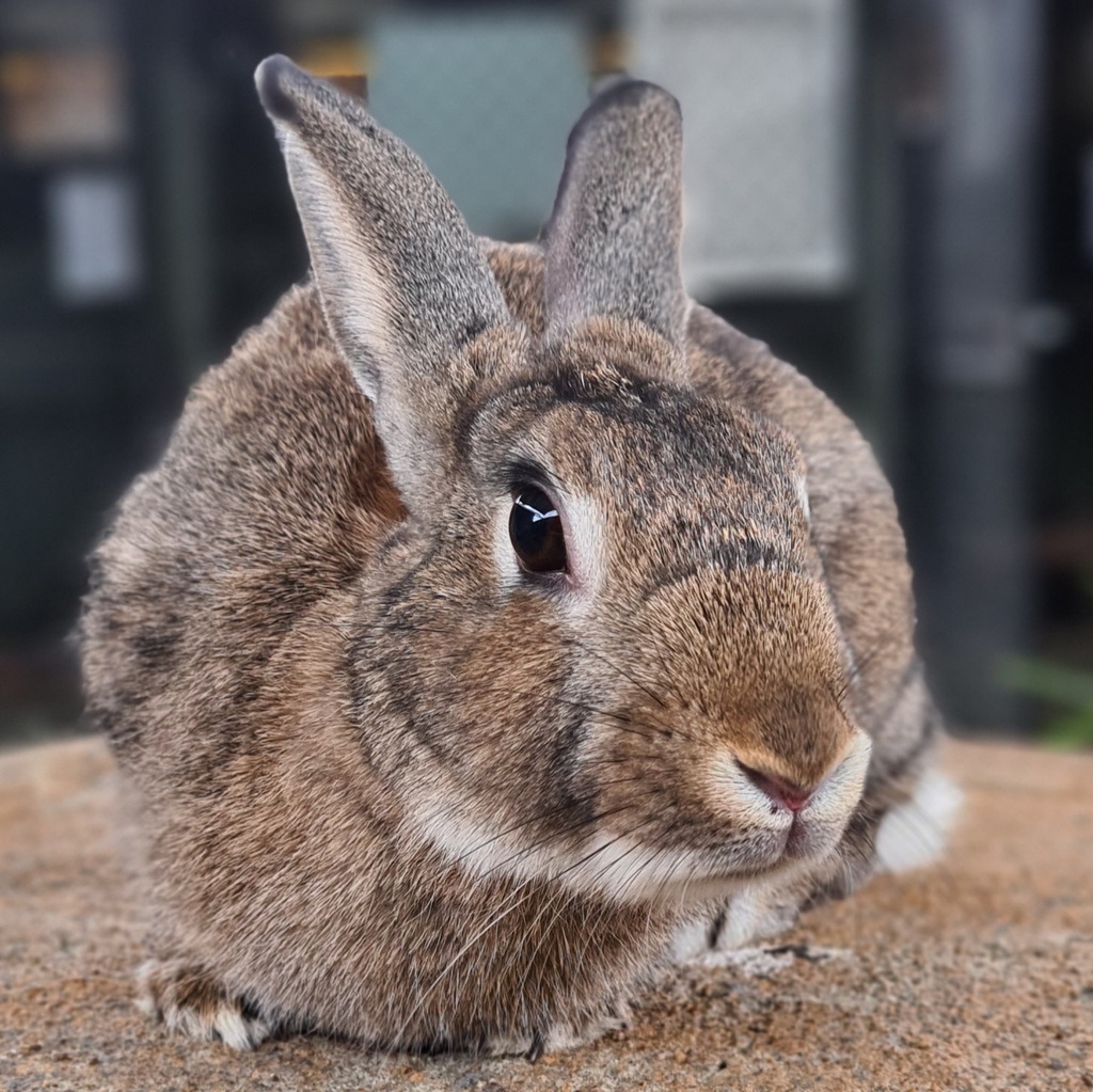 Serena - Female Rabbit Unspecified Mix Rabbit in VIC - PetRescue