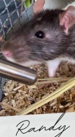 Randy - Male Rat Rat in WA - PetRescue