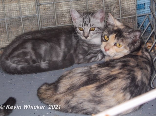 Nikko - Male Domestic Short Hair Cat in QLD - PetRescue