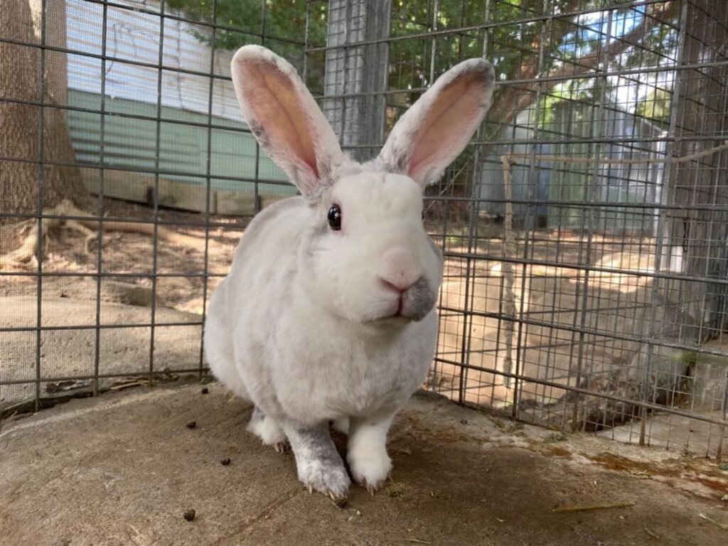 Jacinda - Female Rex Rabbit in ACT - PetRescue