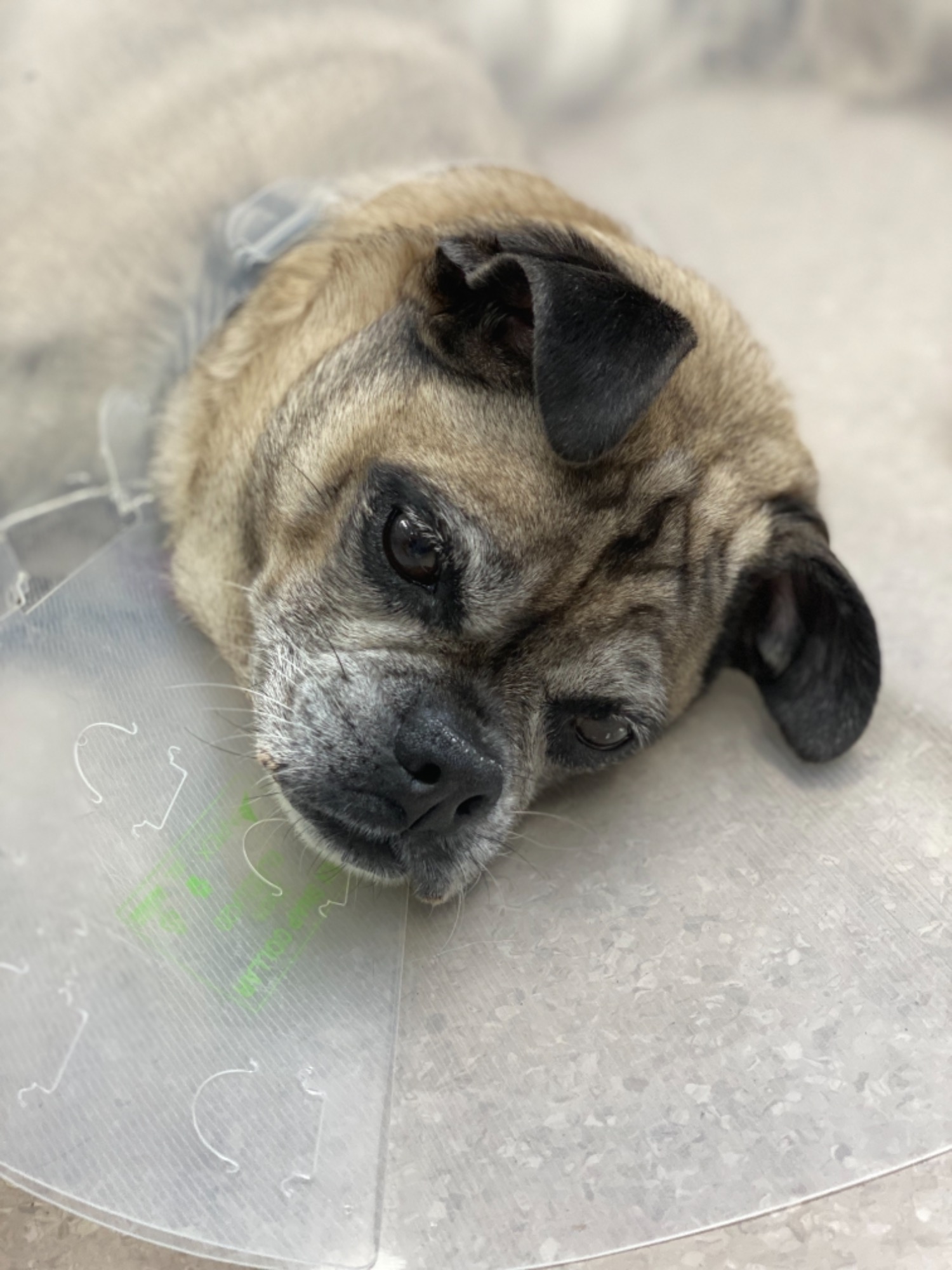 Maggie - Small Female Pug x Fox Terrier Mix Dog in VIC - PetRescue