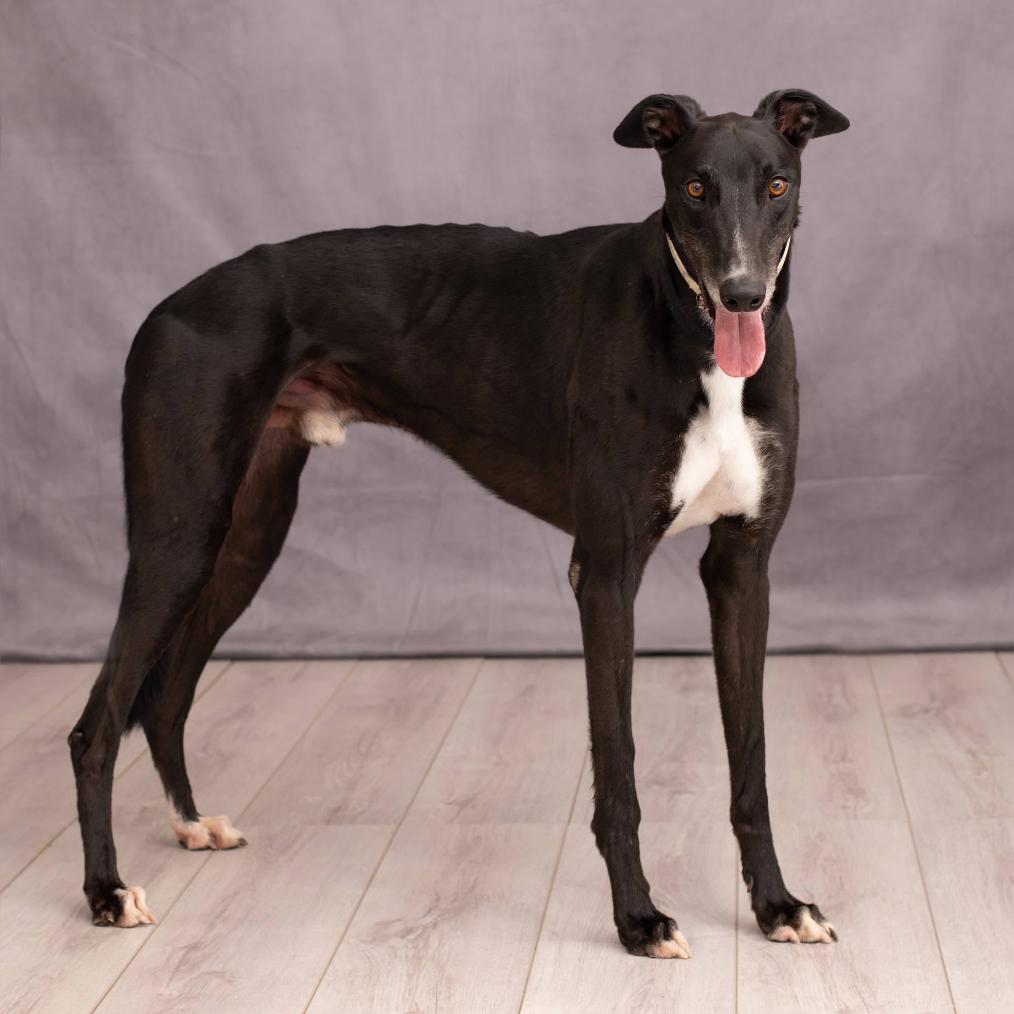 Blackie - Large Male Greyhound Dog in NSW - PetRescue