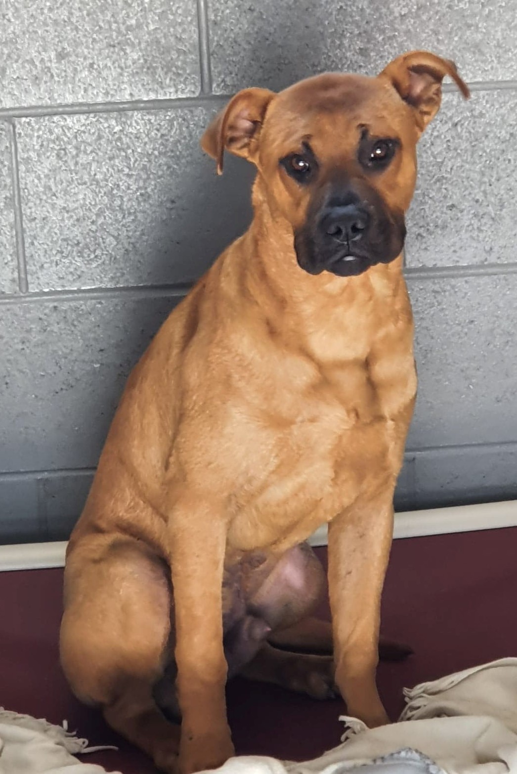 Bronson - Medium Male Boxer Mix Dog in NSW - PetRescue