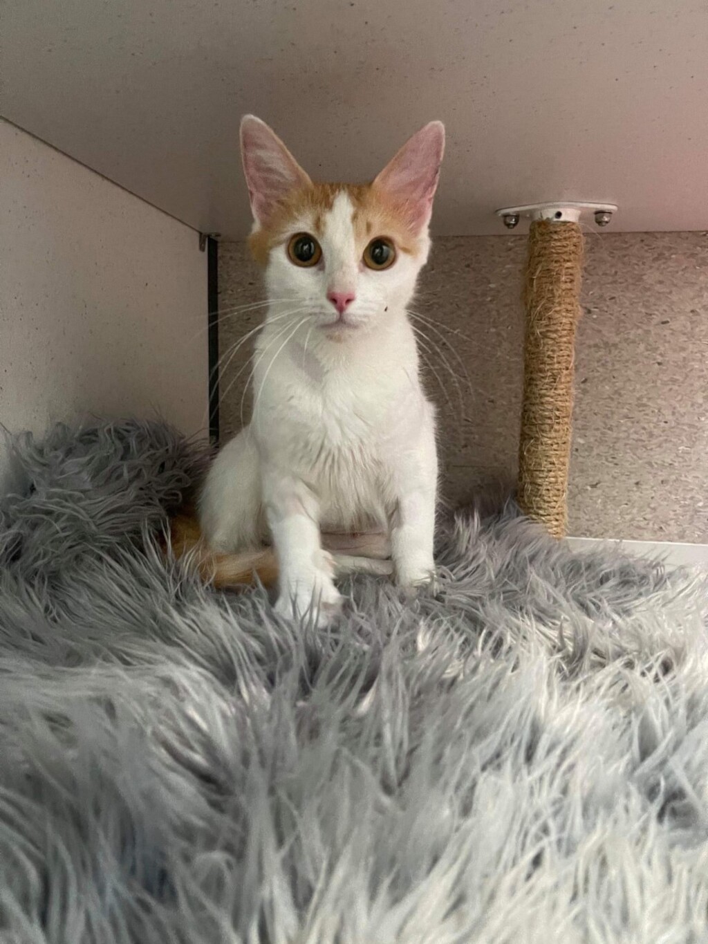 Apricot - Female Domestic Short Hair Mix Cat in NSW - PetRescue