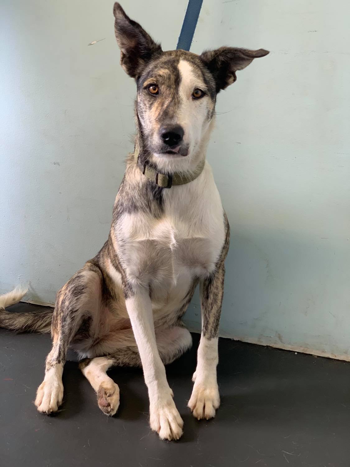 Pip - Medium Female Mixed Breed Dog in QLD - PetRescue