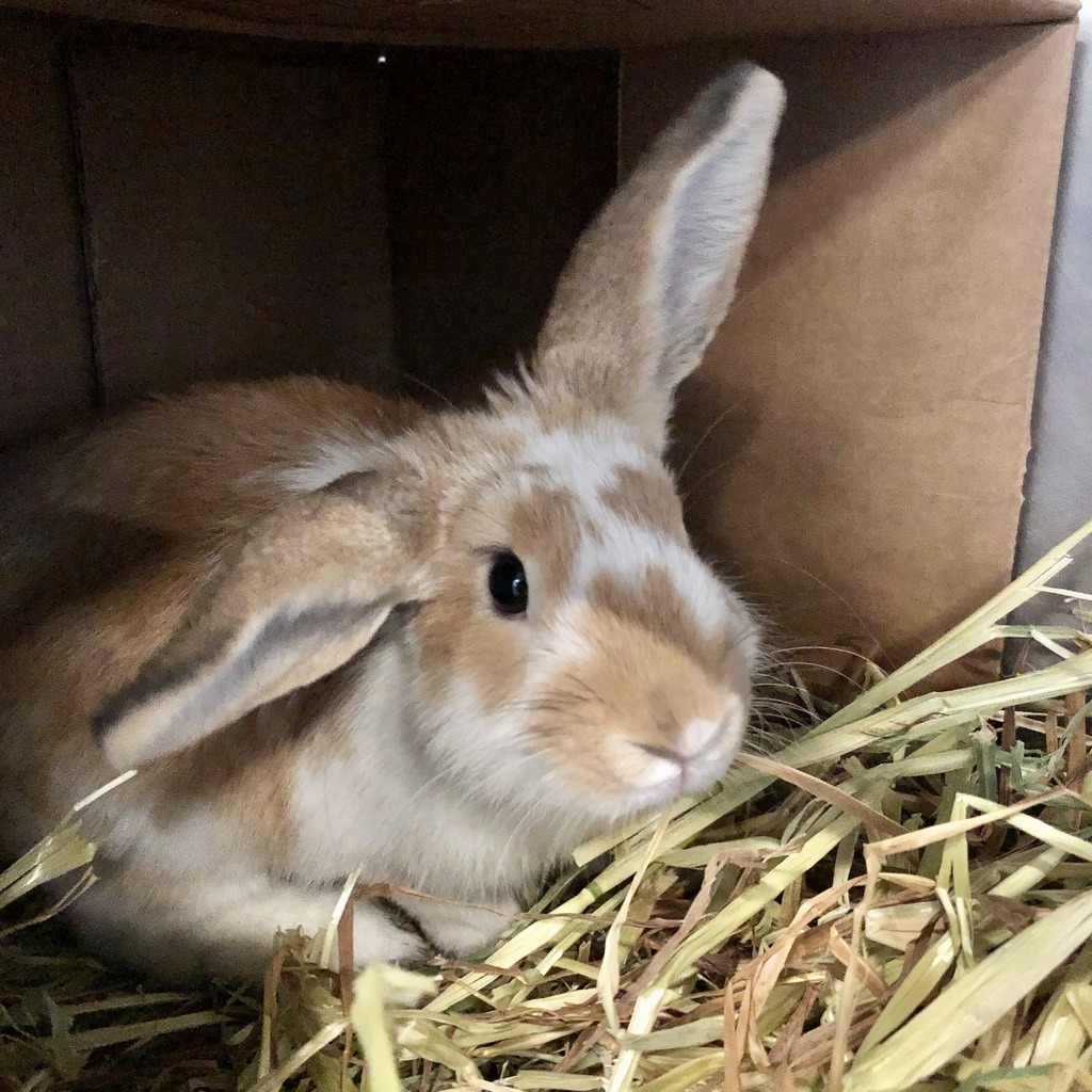 Flopsy - Male Lop Eared Mix Rabbit in VIC - PetRescue