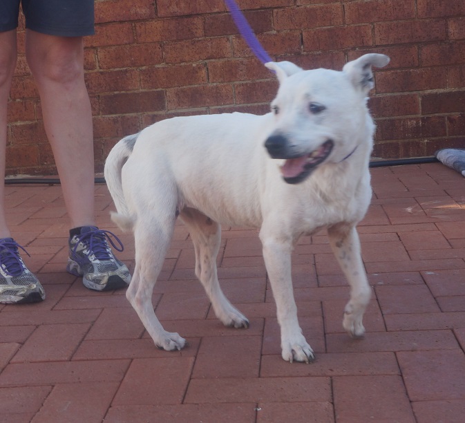 Dot - Small Female Staffy x Jack Russell Terrier Dog in WA - PetRescue