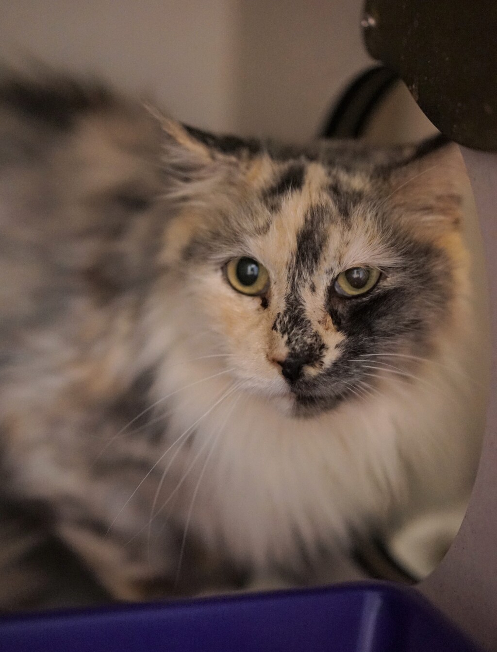 Lady Isabella - Female Maine Coon Mix Cat in QLD - PetRescue