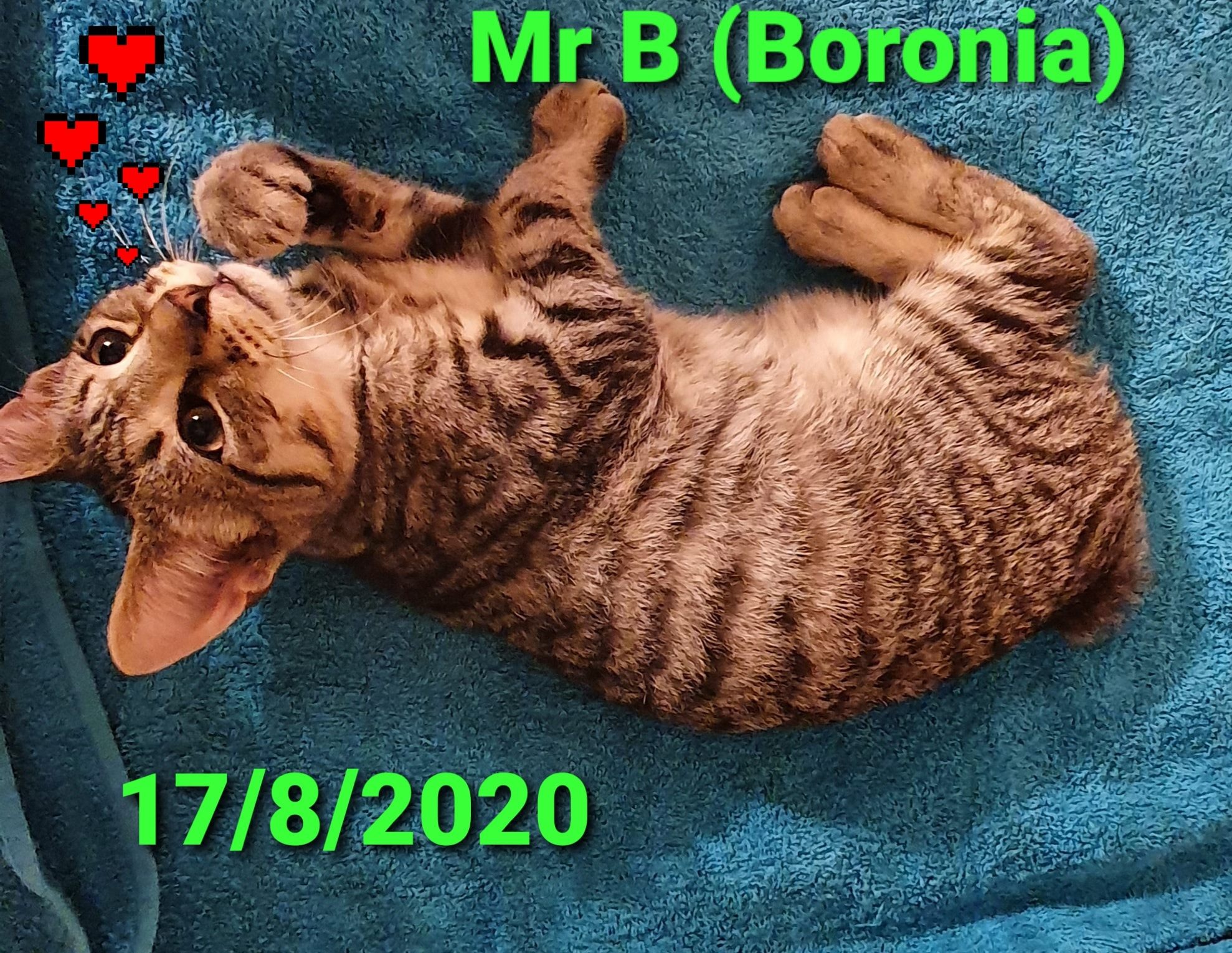 Boronia - Male Manx Mix Cat in VIC - PetRescue