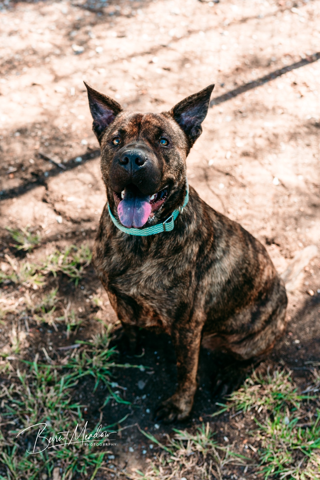 Gladstone Animal Rescue Group Inc. - PetRescue