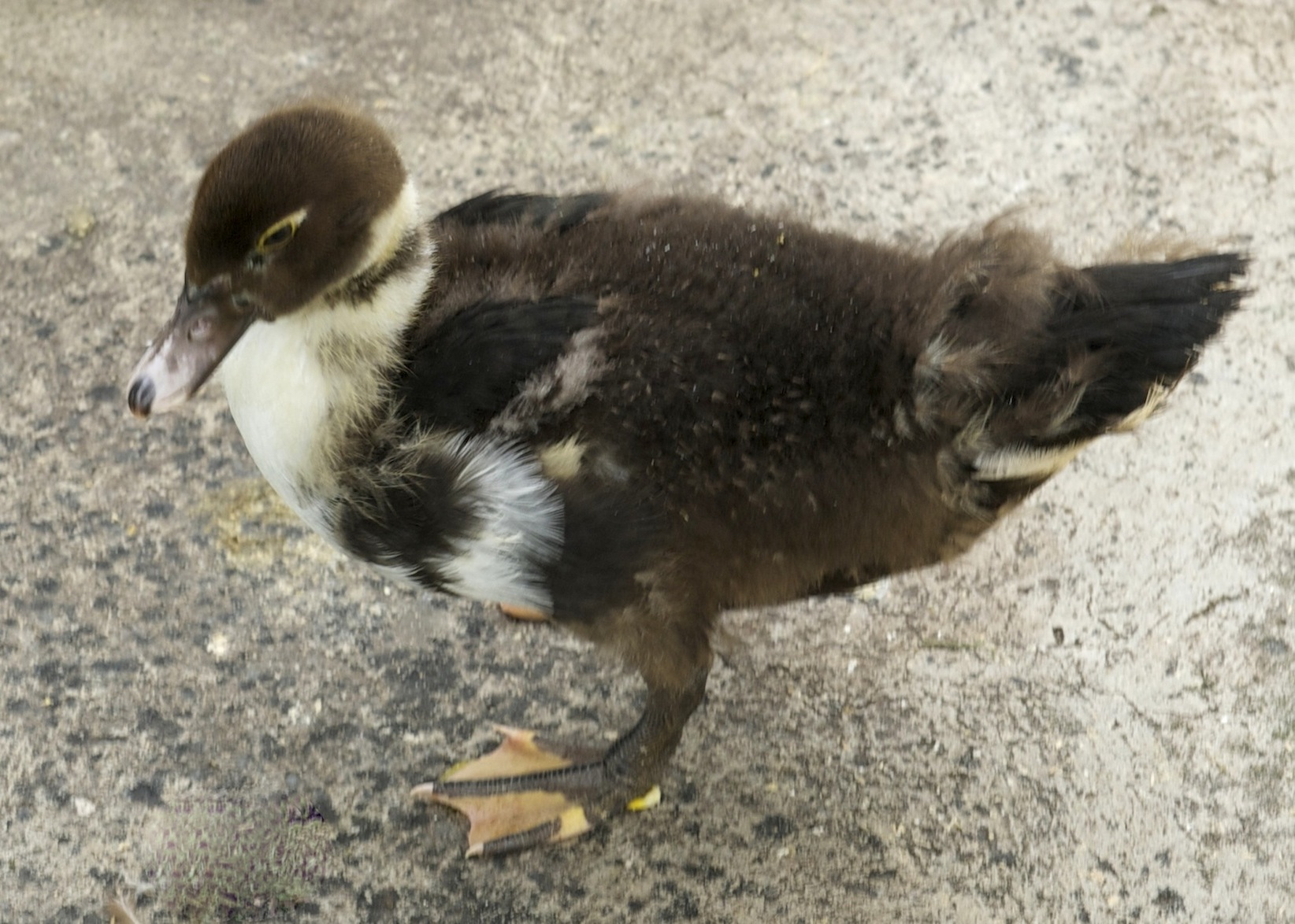 Timmy - Male Duck in NSW - PetRescue
