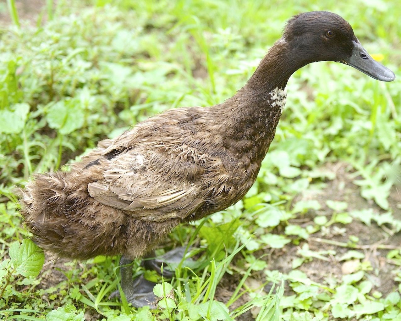 Donald - Male Duck in NSW - PetRescue