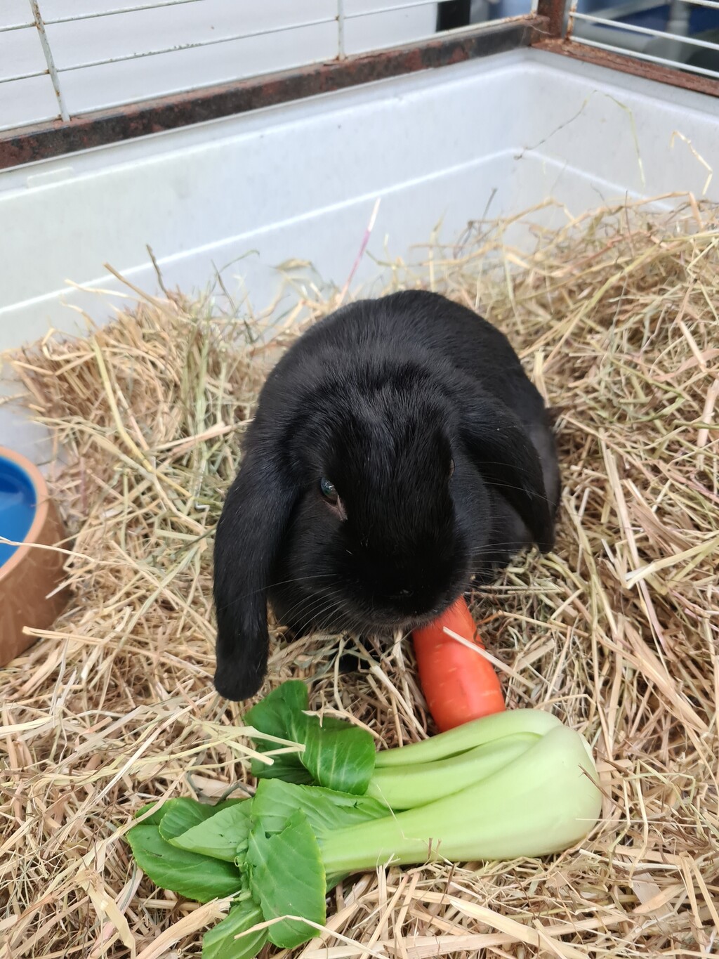 Katoro - Male Mini Lop Mix Rabbit in VIC - PetRescue