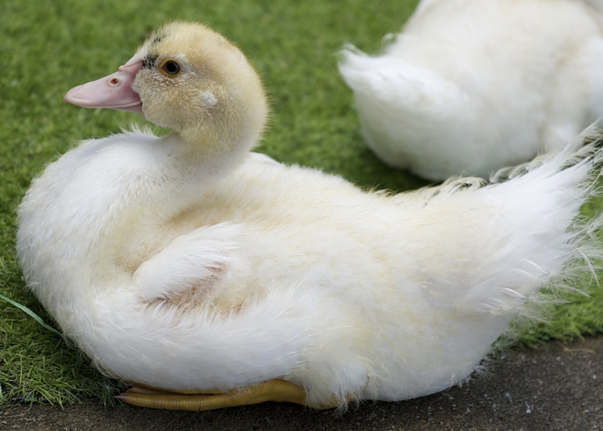 Jamie - Female Duck in NSW - PetRescue