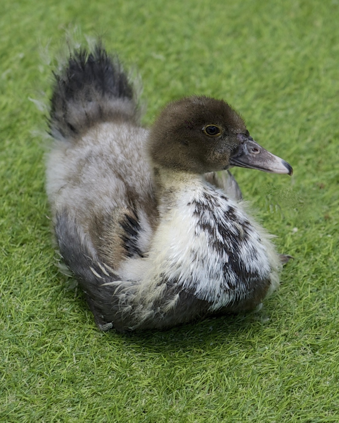 Alex - Male Duck in NSW - PetRescue