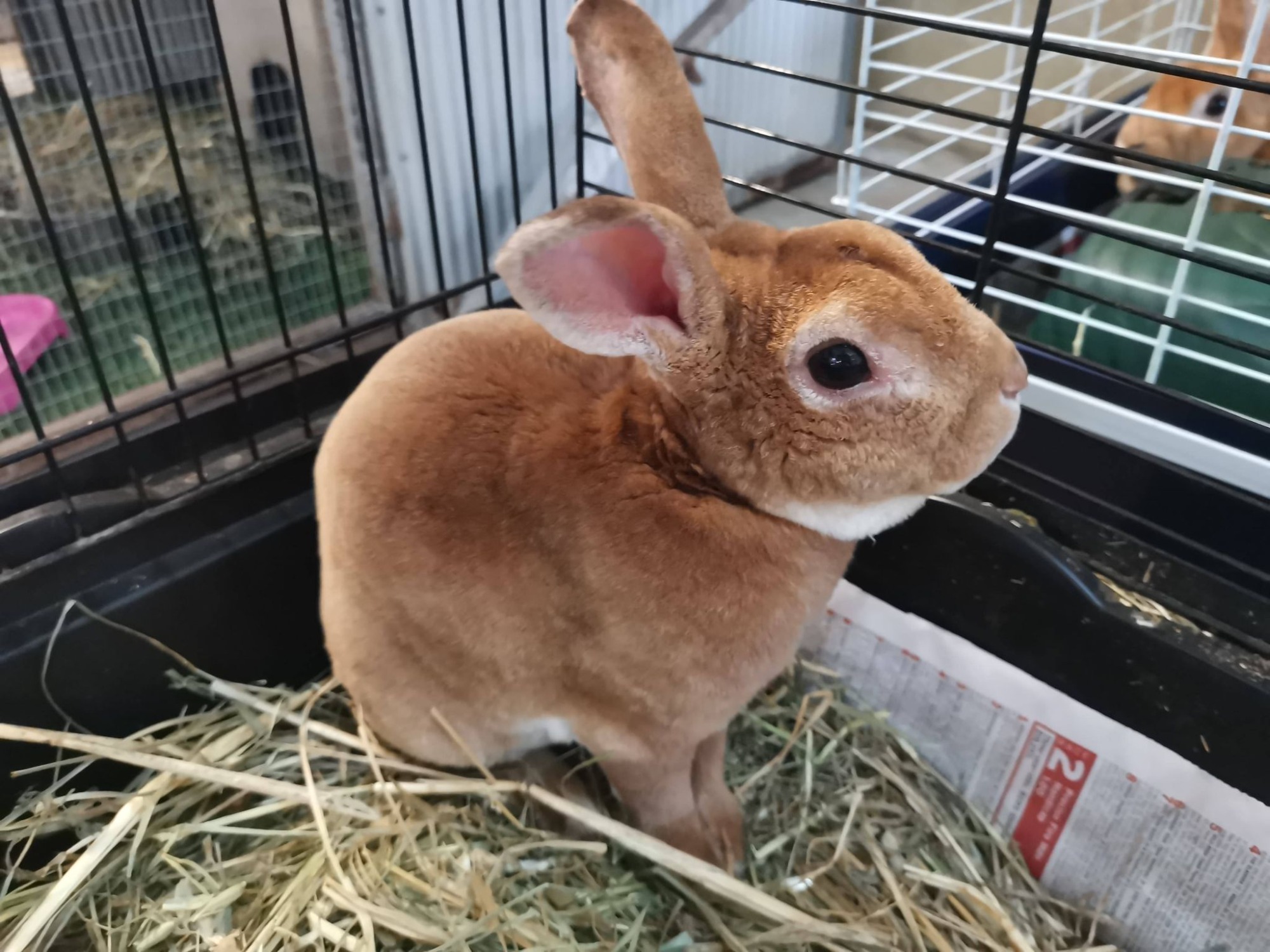 RSPCA Sydney Shelter (Yagoona) - PetRescue