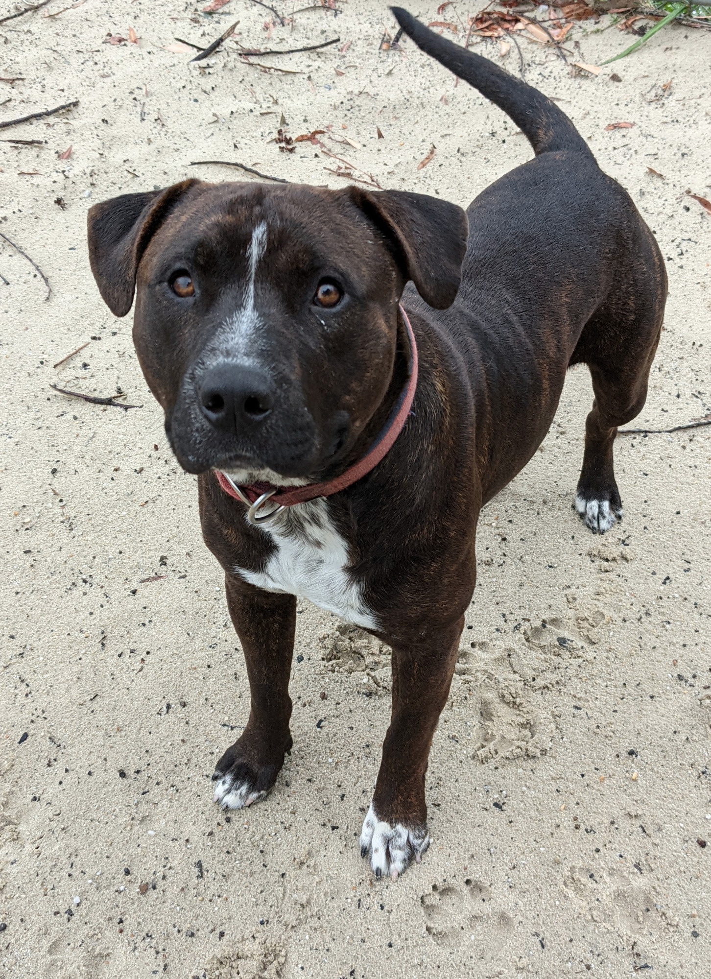 Patrick - Medium Male Amstaff Mix Dog in VIC - PetRescue