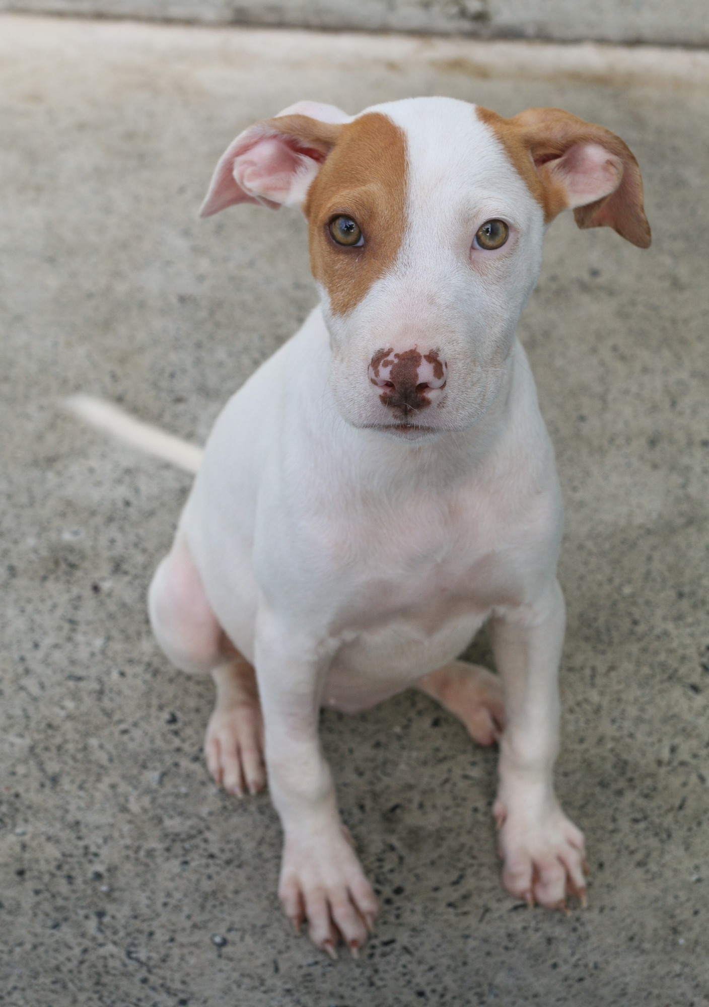 Saskia - Large Female Mixed Breed Dog in NSW - PetRescue