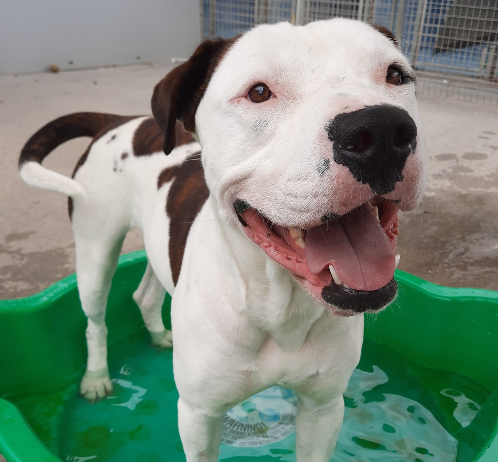 Keith - Small Male American Bulldog x American Staffordshire Terrier ...